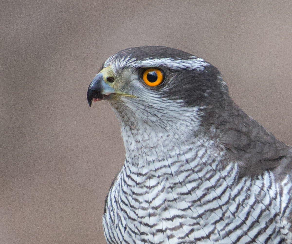 Der Habicht - Fokus-Natur.de