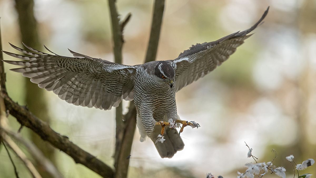 Der Habicht - Fokus-Natur.de