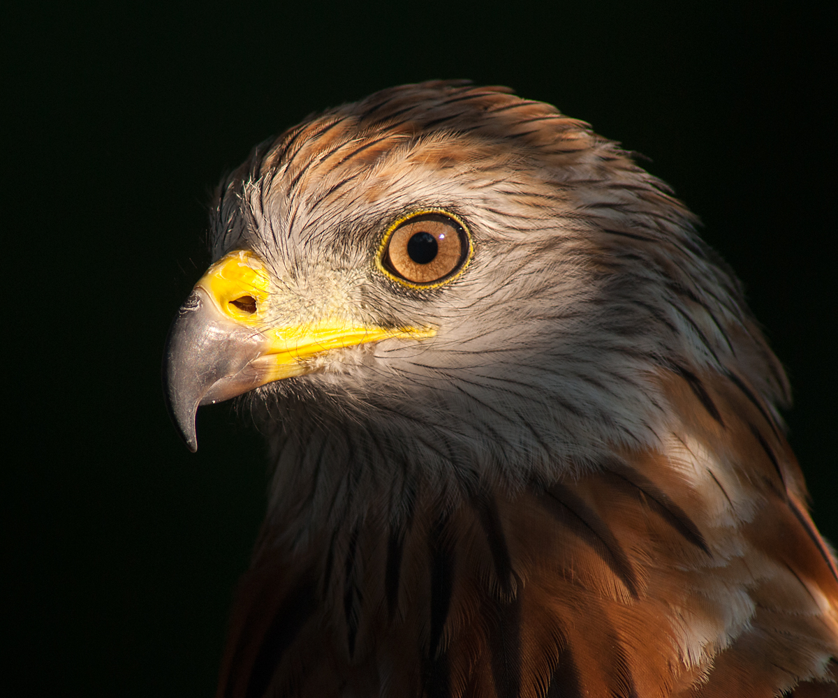 Der Rotmilan - Fokus-Natur.de