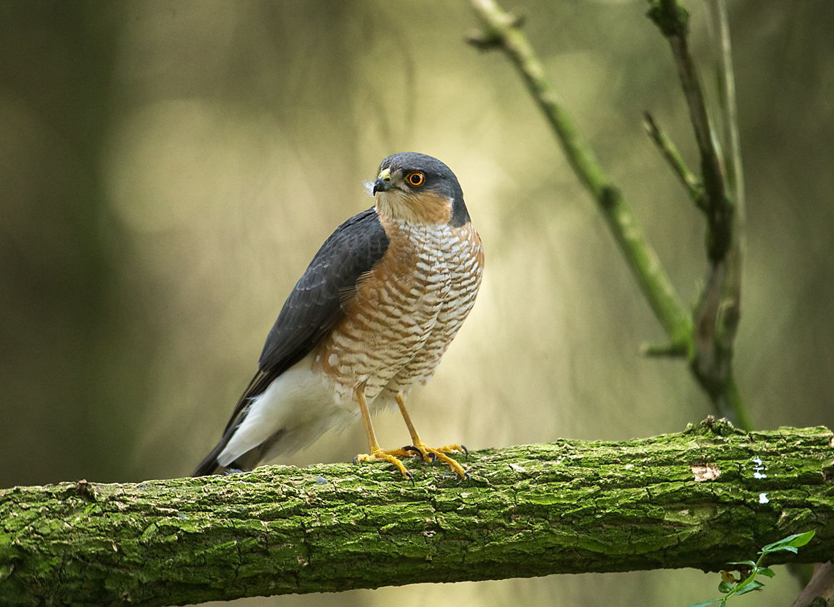 Der Sperber - Fokus-Natur.de